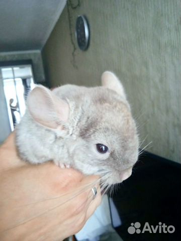 Продаётся шиншилла