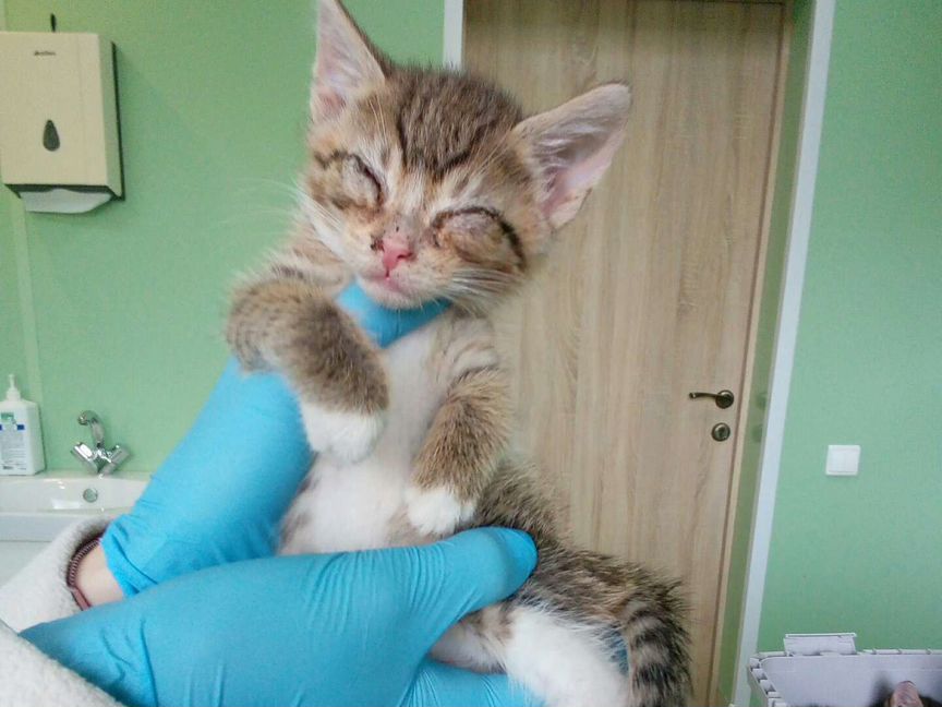 Бездомным котятам нужна помощь и новый дом