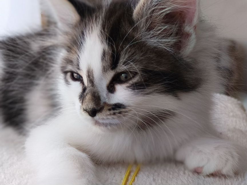 Котята мейн-кун