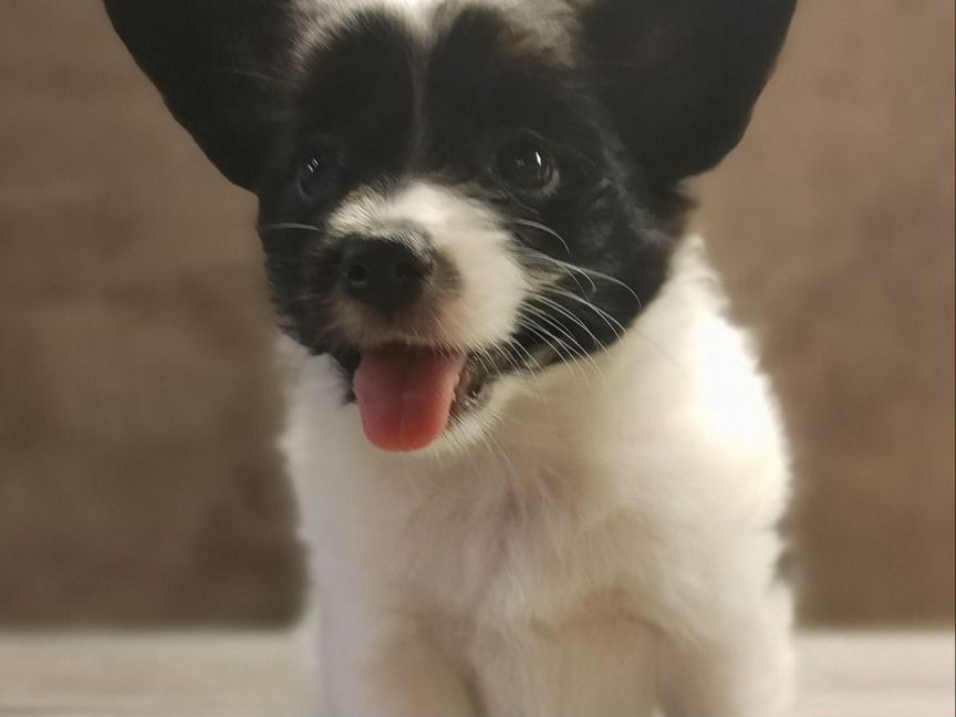 Щенки папийона