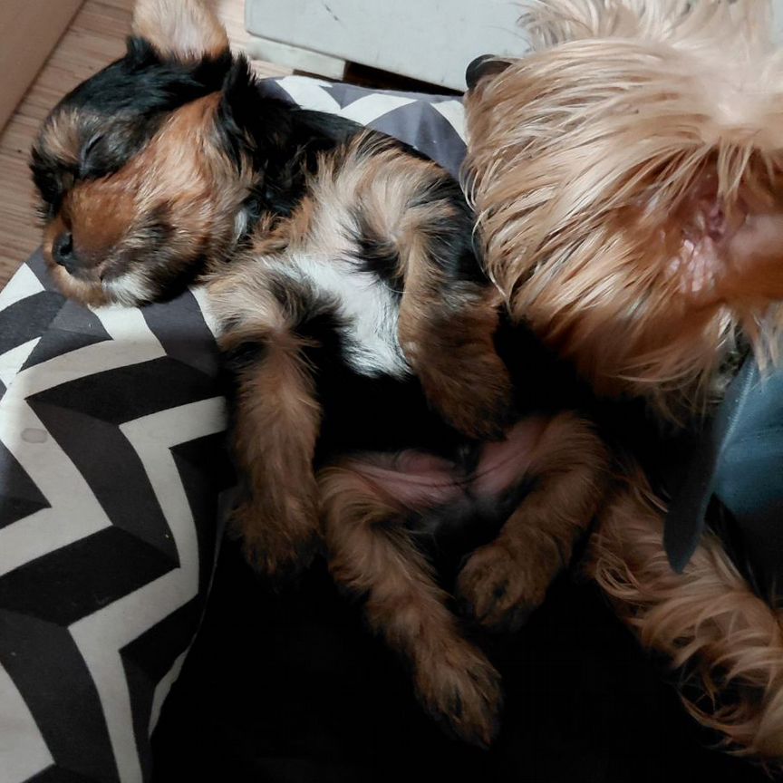 Йоркширский терьер, щенок