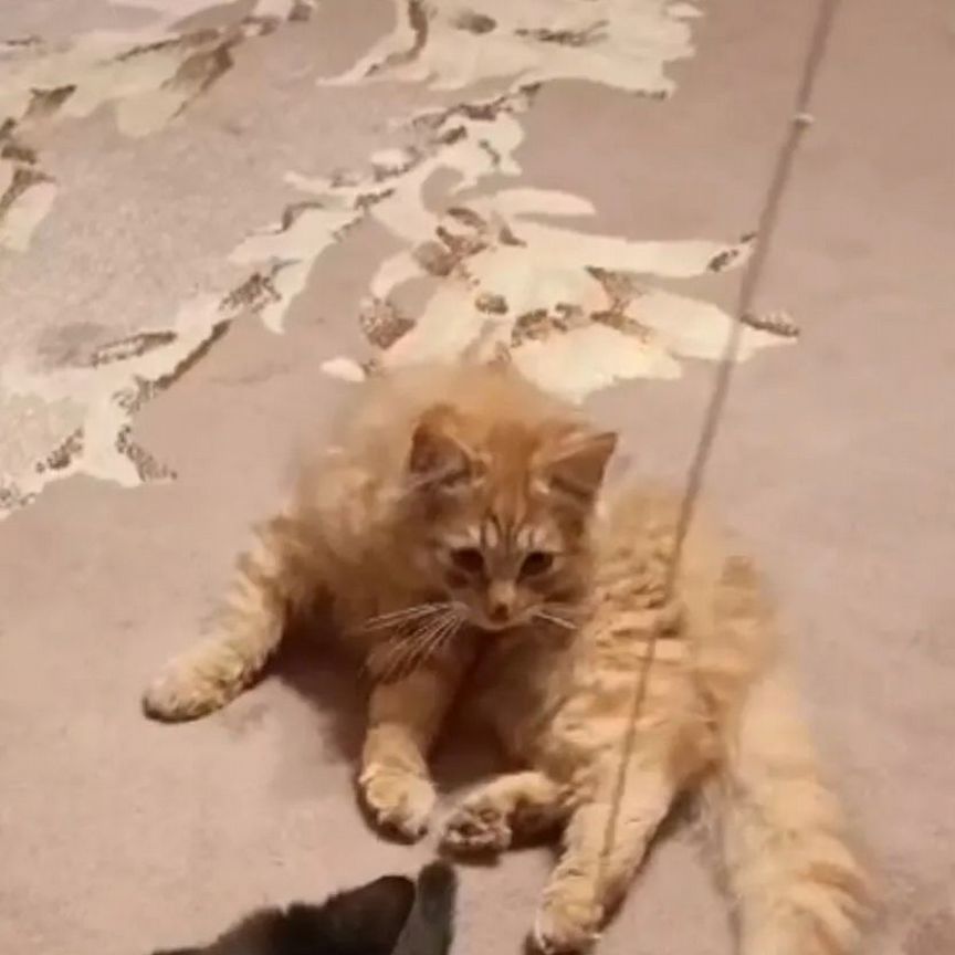 Котенок в добрые руки