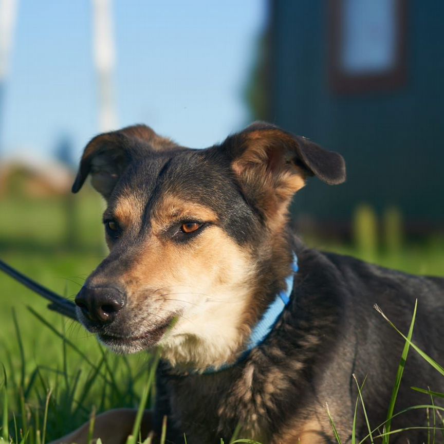 Собака в добрые руки отдам бесплатно