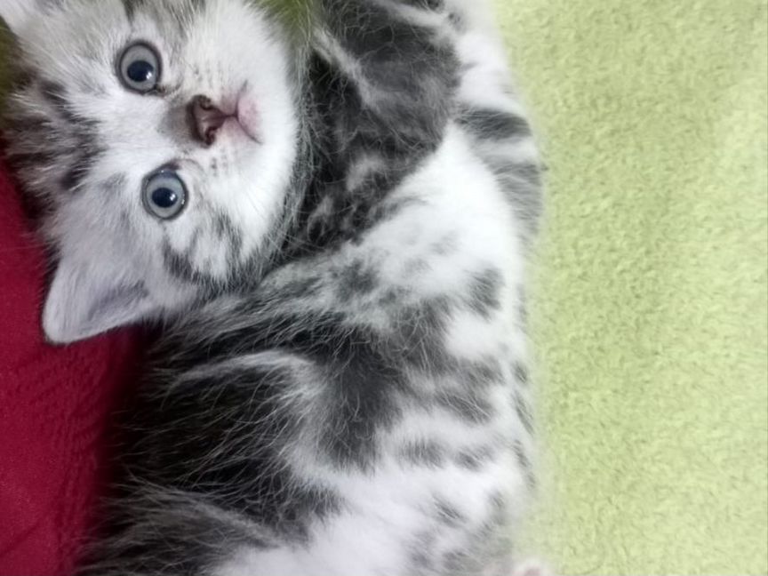 Кошка