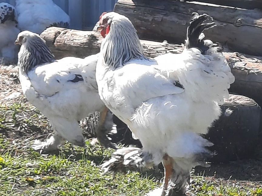 Молодые петухи, кучинские, брама