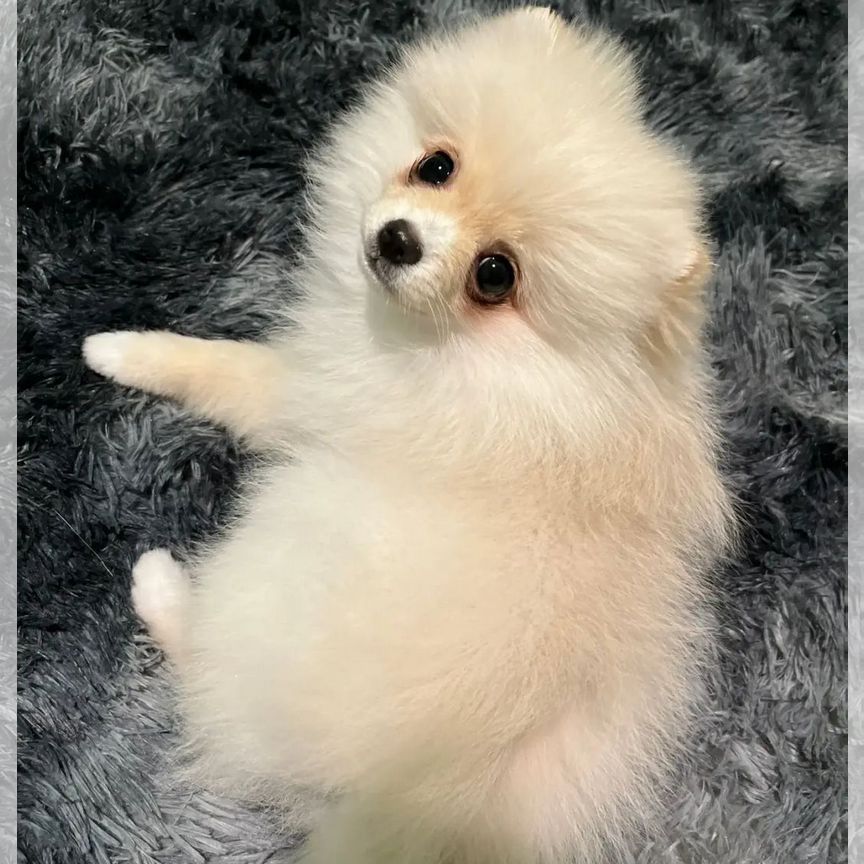 Померанский шпиц, щенок