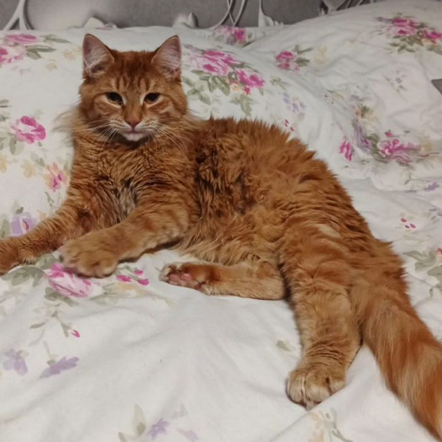 Котенок девочка стерилизована 8 месяцев