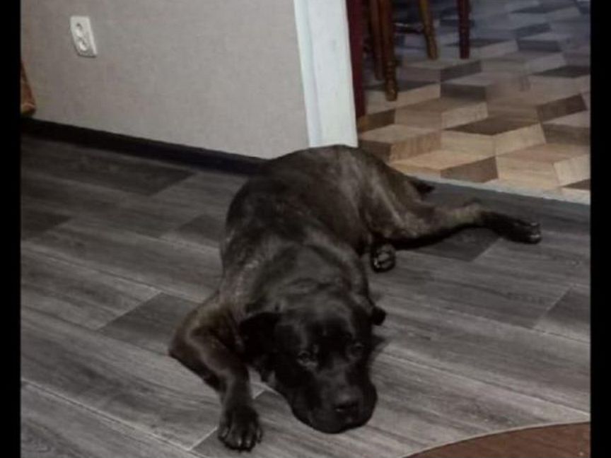 Собака ищет дом