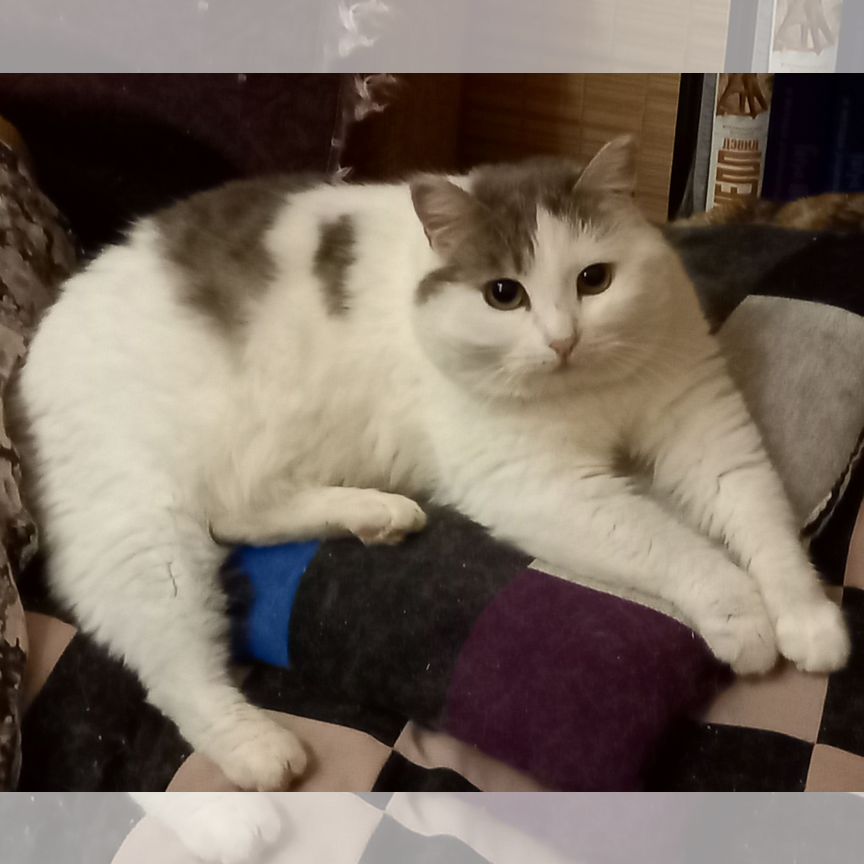 Взрослая, кошка в добрые руки