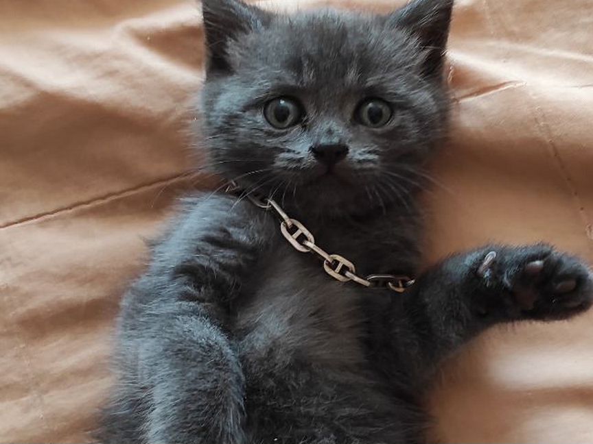 Котенок