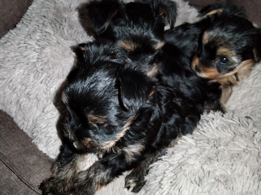 Йоркширский терьер щенки