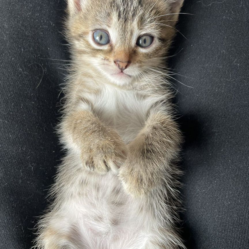 Котята 1 мес 7 окт