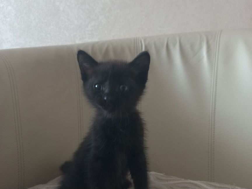 Котята 1 месяц. Ищут любящих хозяев и уютный дом