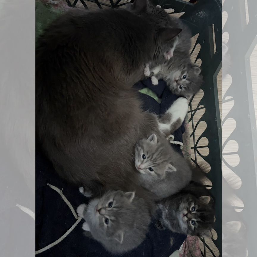 Котёнок в добрые руки