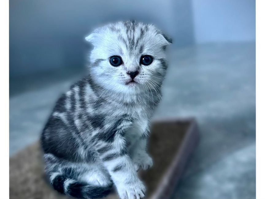 Шотландский котенок девочка