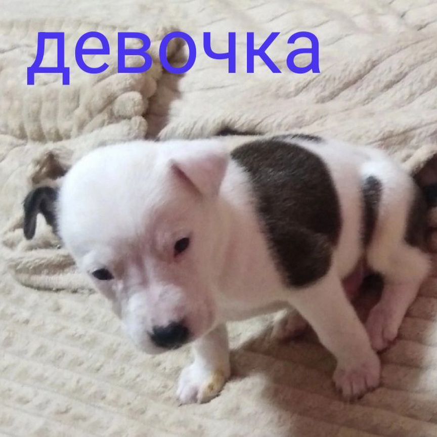 Ищут дом