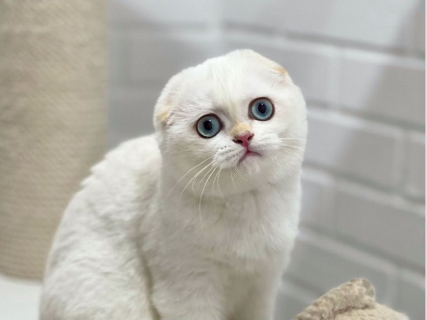 Золотая шиншилла поинт