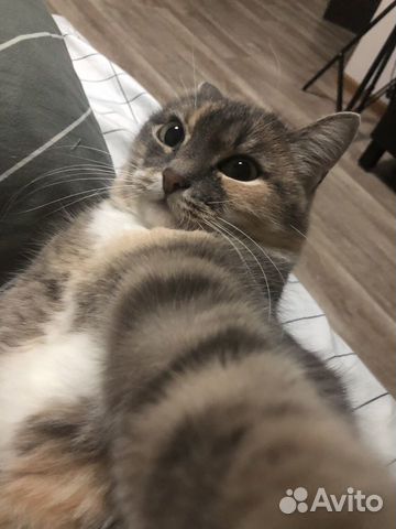 Кошка