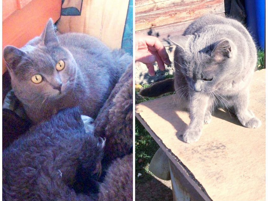 На даче оставили кошечку, ищем ей новый дом