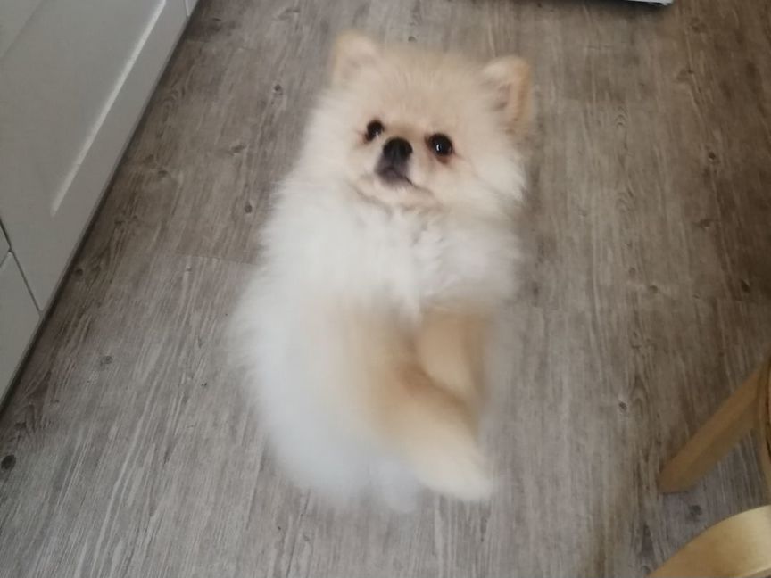 Померанский шпиц