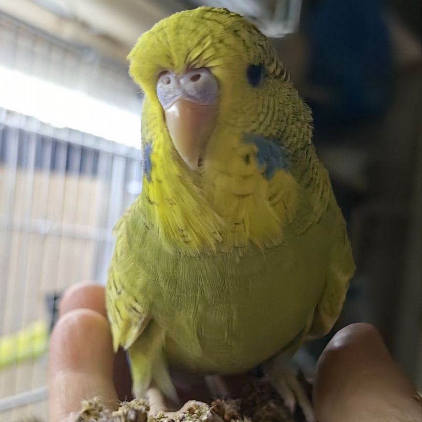 Волнистый попугай ввп чех