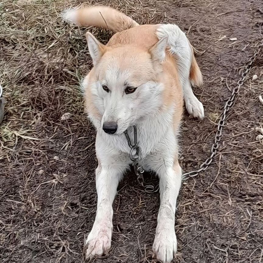 Западносибирская лайка, взрослая собака