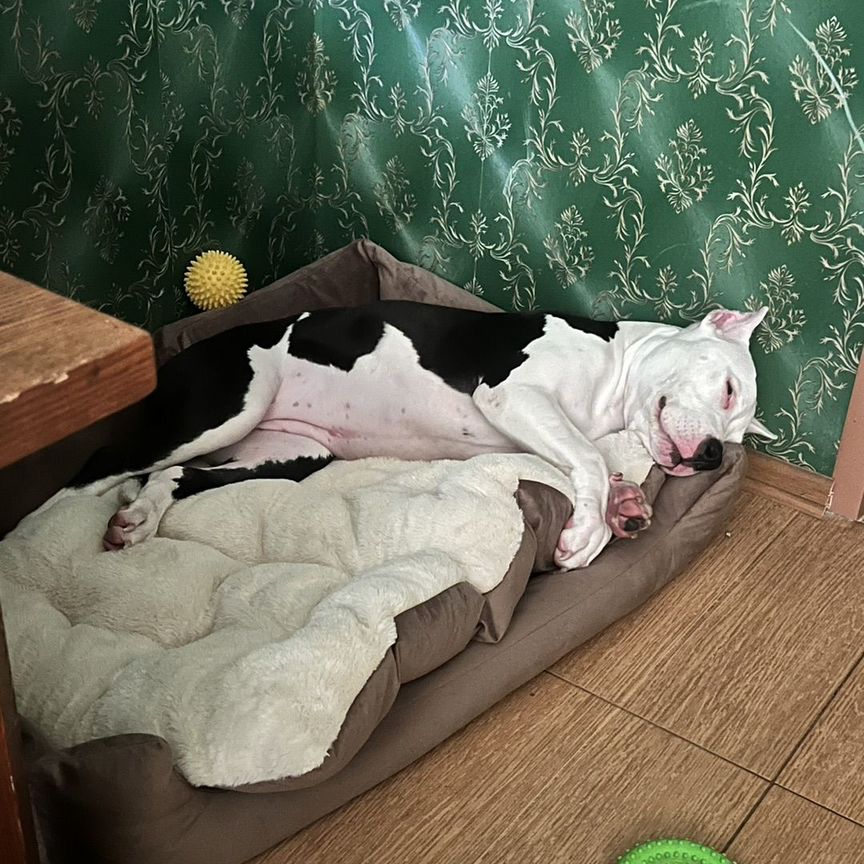 Американский стаффордширский терьер