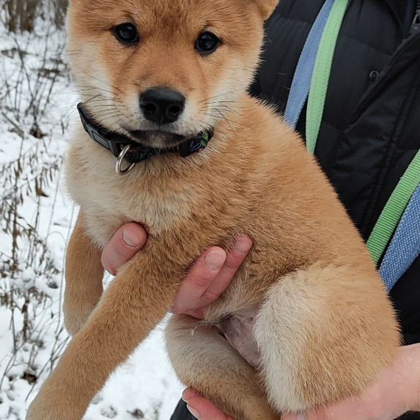 Сиба ину щенок пламенно рыжий