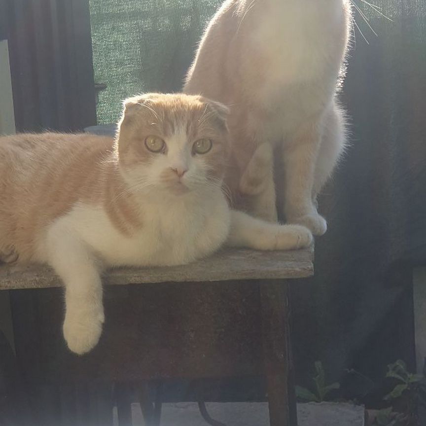 Отдам в добрые руки