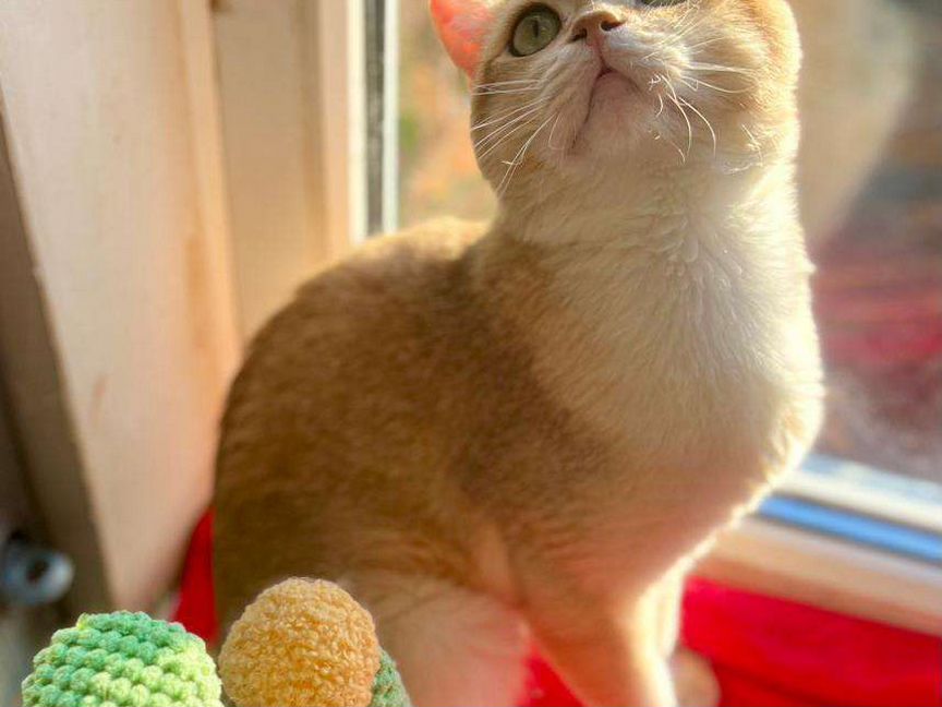 Шотландский кот в разведение ny 12