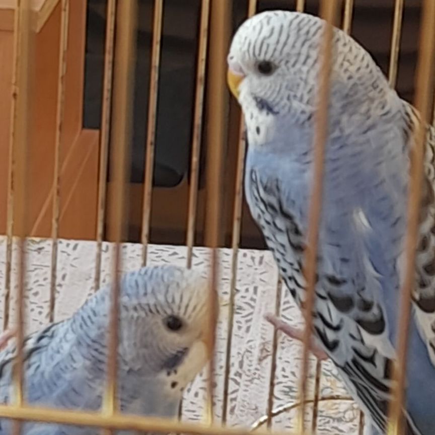 Птенцы волнистый попугай