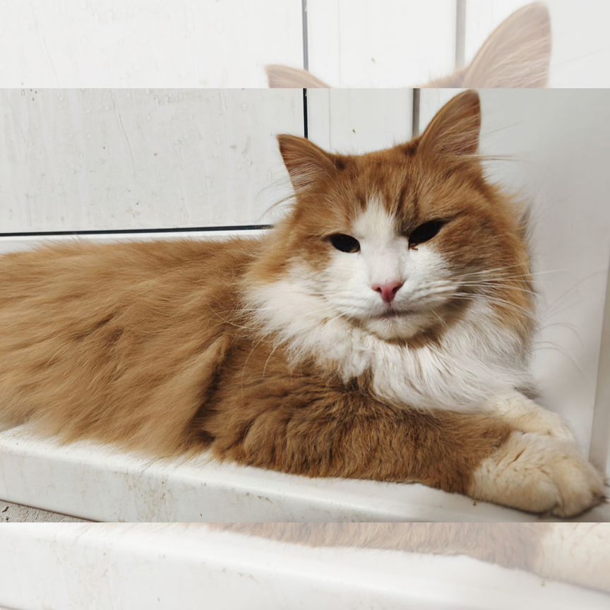 Сибирский, взрослый кот