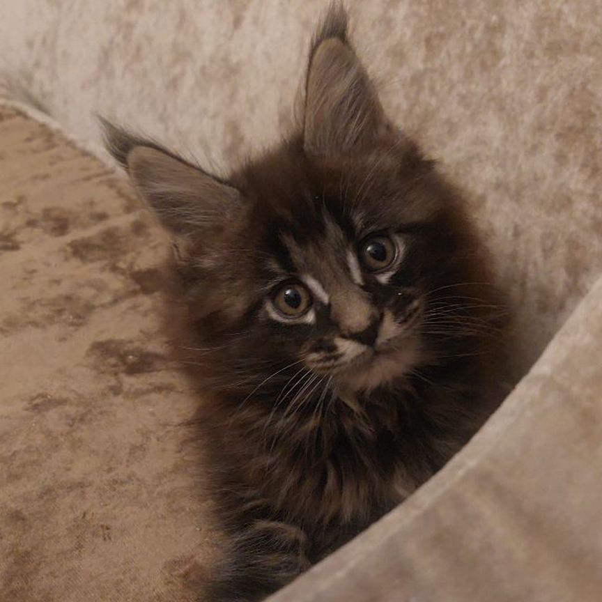 Мейн-кун котёнок