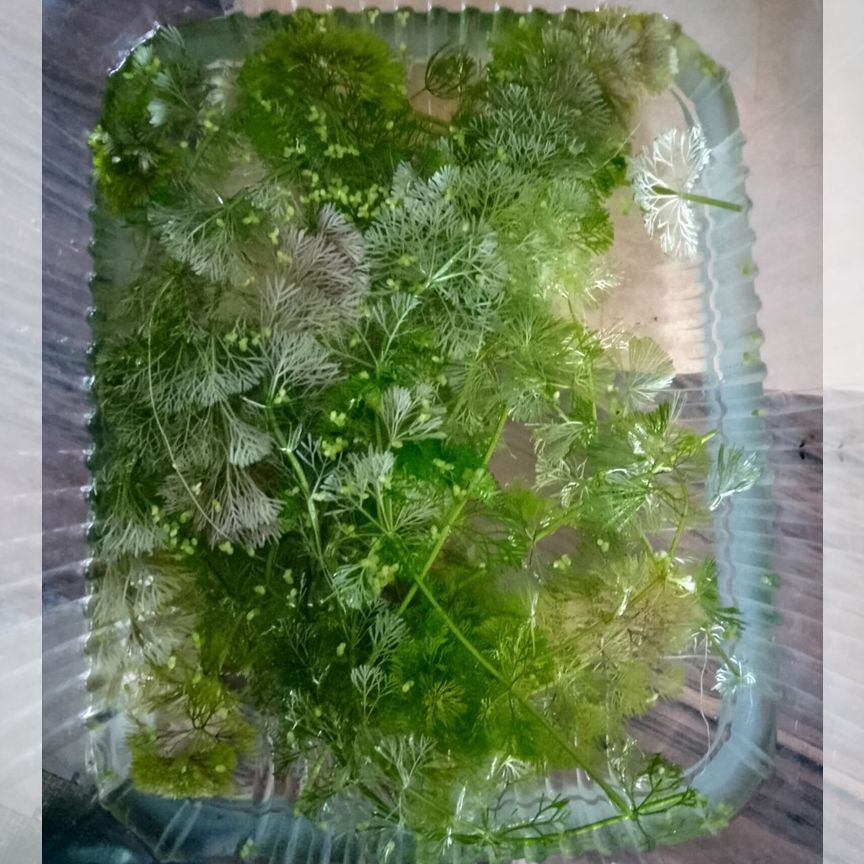 Кабомба около 10 шт. За все