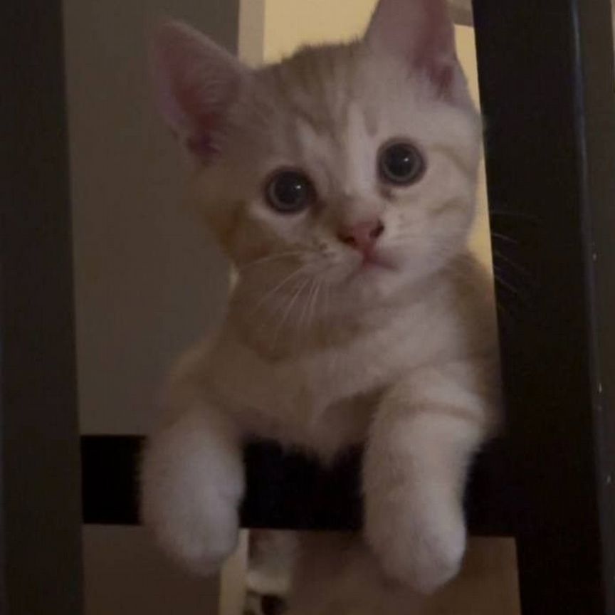 Шотландский котенок