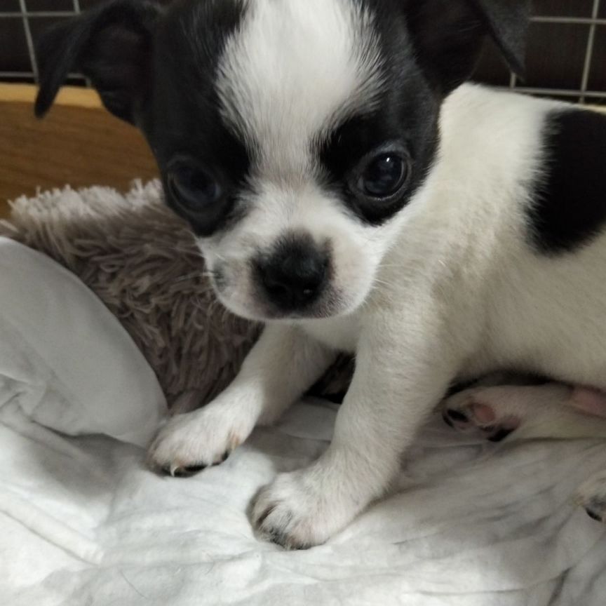 Чихуахуа, щенок