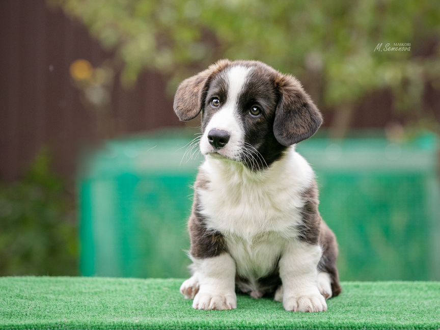 Милые тигрята, вельш корги кардиган