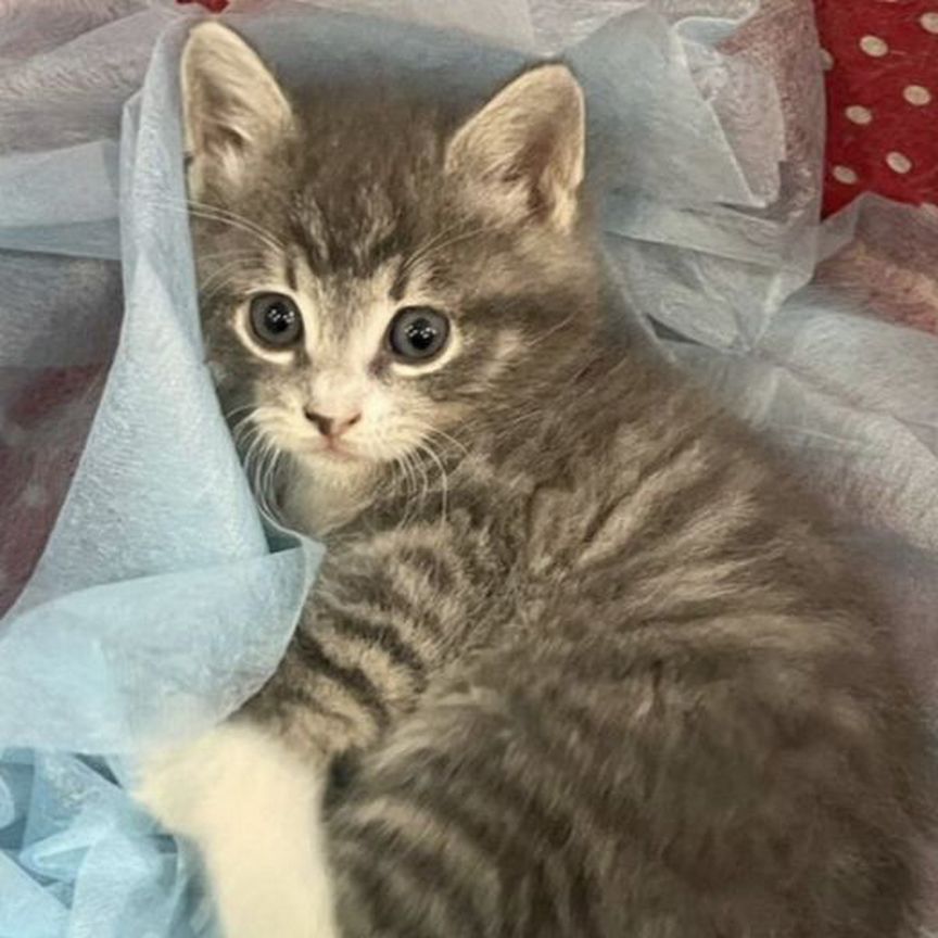 Котенок карапуз пузатик в добрые руки