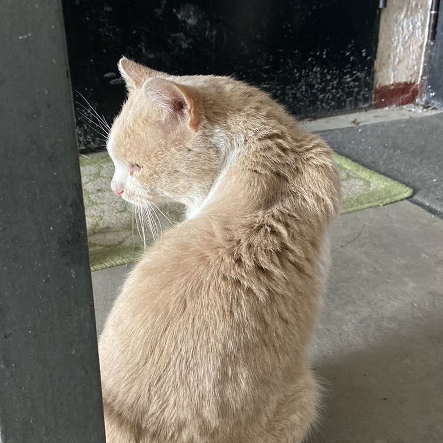 Котик ищет любящих хозяев