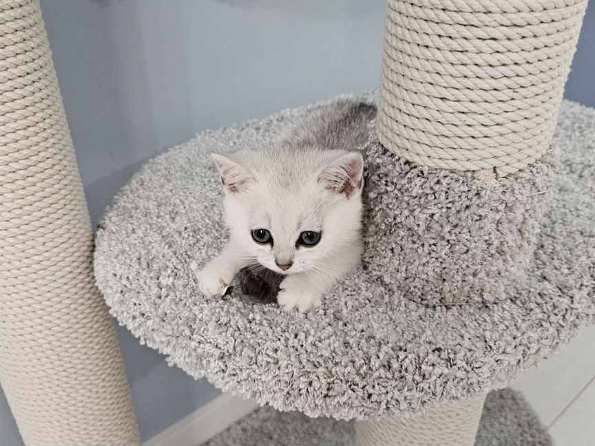 Британские котята