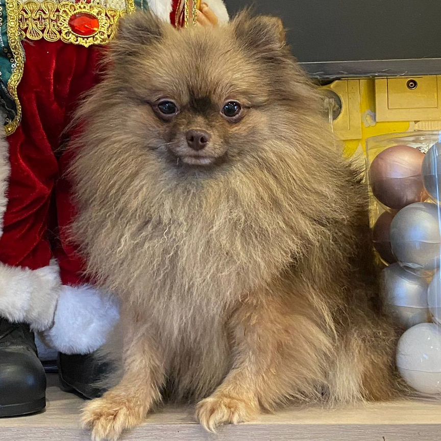 Померанский шпиц, взрослая собака