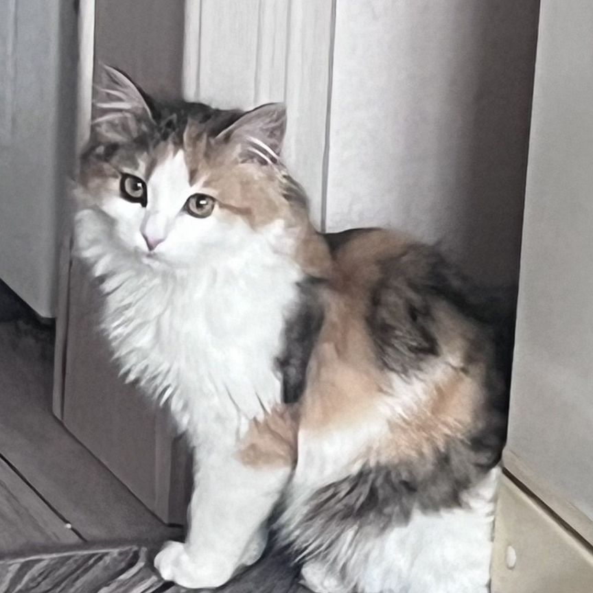 Британский длинношёрстный котёнок