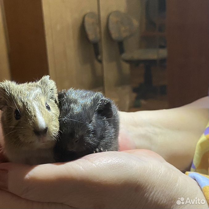 Морские свинки смесь Тедди