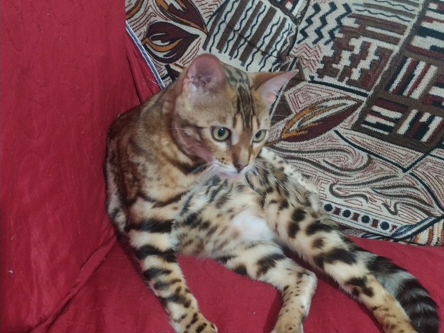 Тигровая кошка