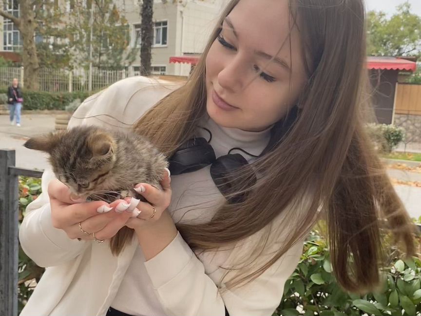 Котенок Сочи бесплатно