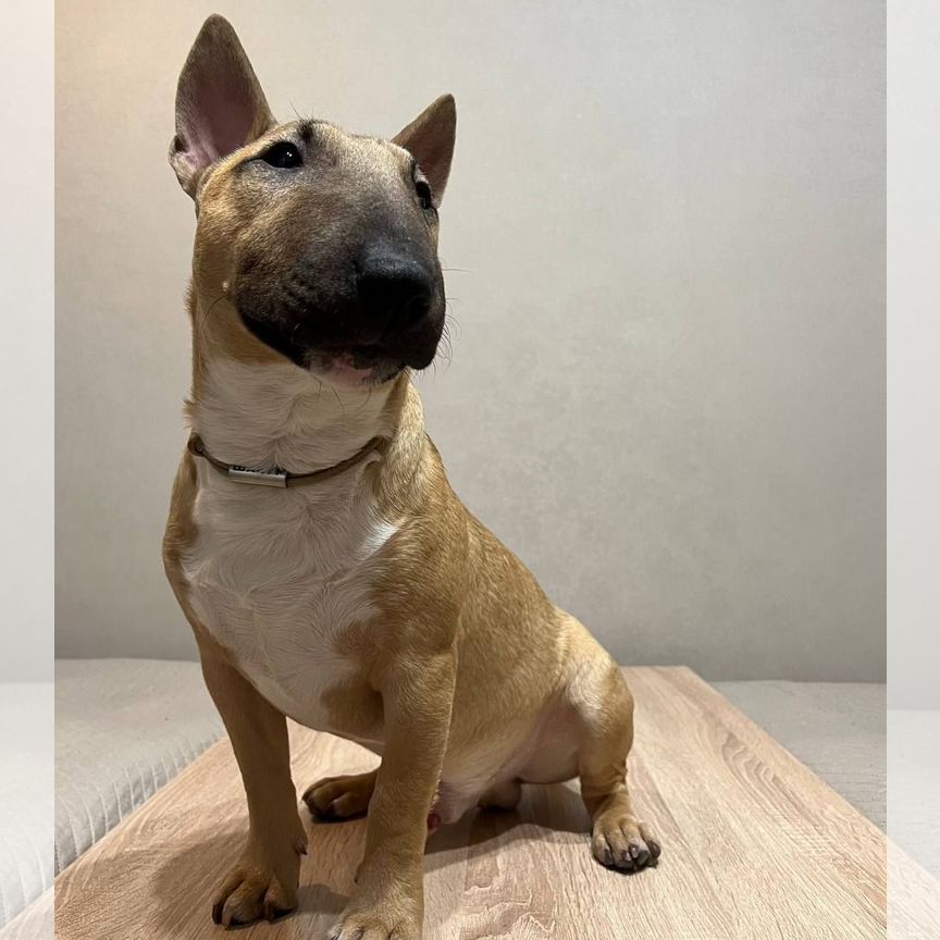 Мини-бультерьер, щенок