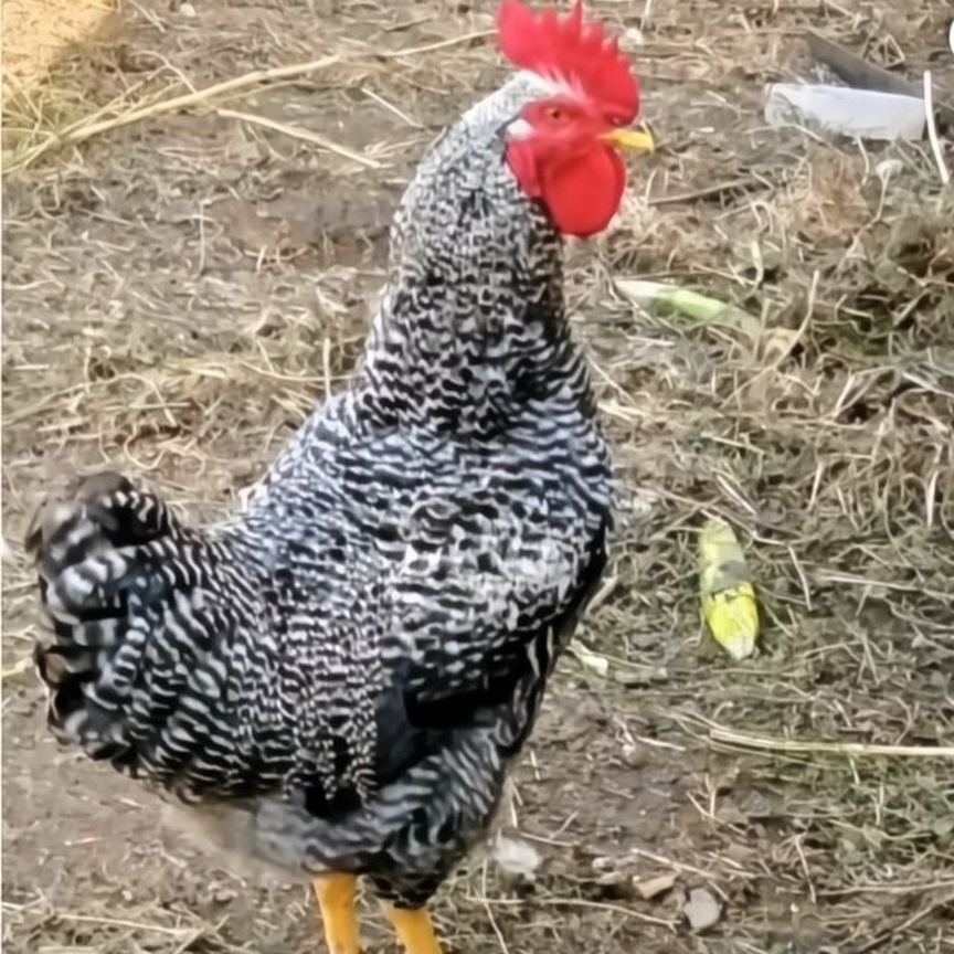 Петух доминант