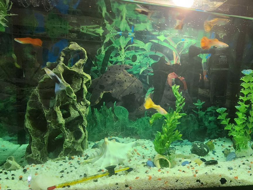 Аквариум 60 литров