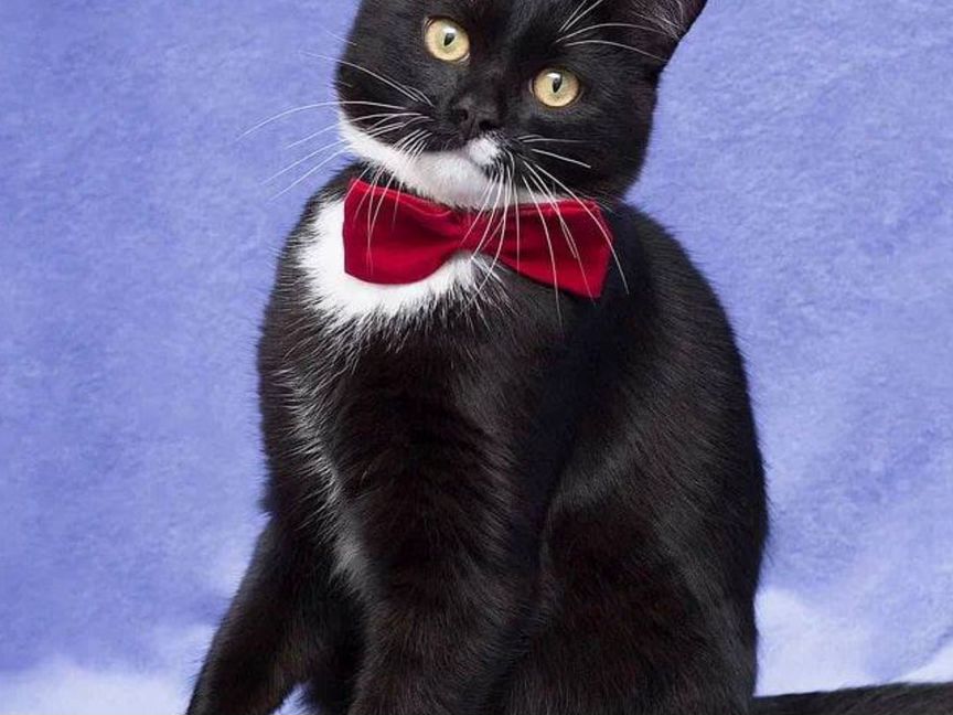 Красавчик Антонио спасет от грусти