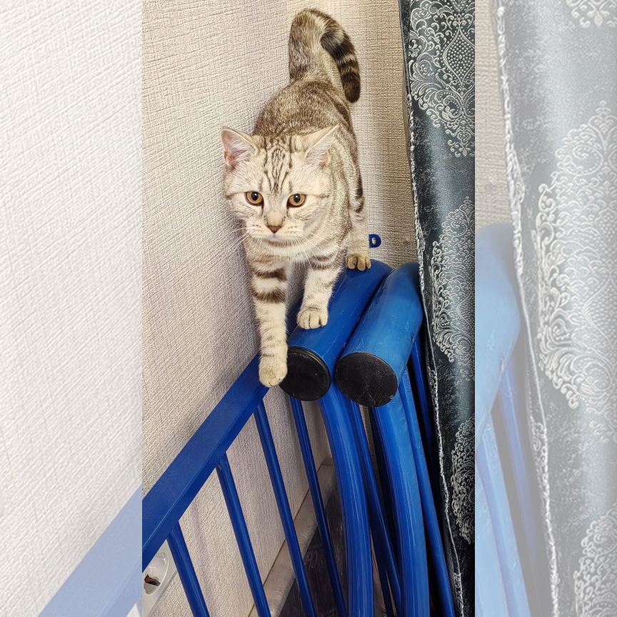 Продать кошка